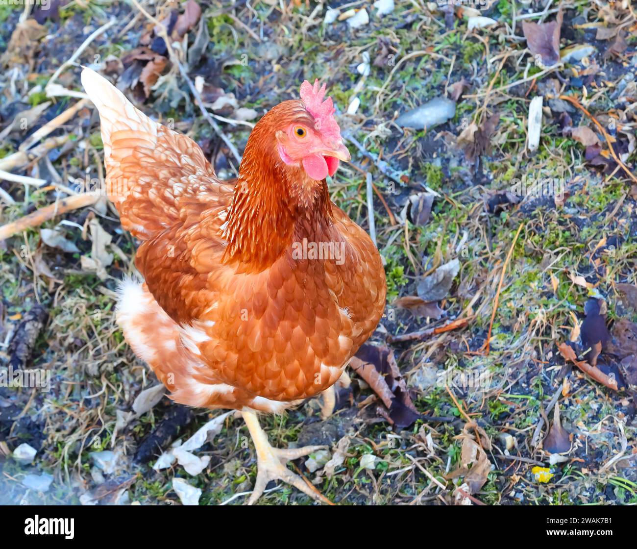 Chicken trap hi-res stock photography and images - Alamy