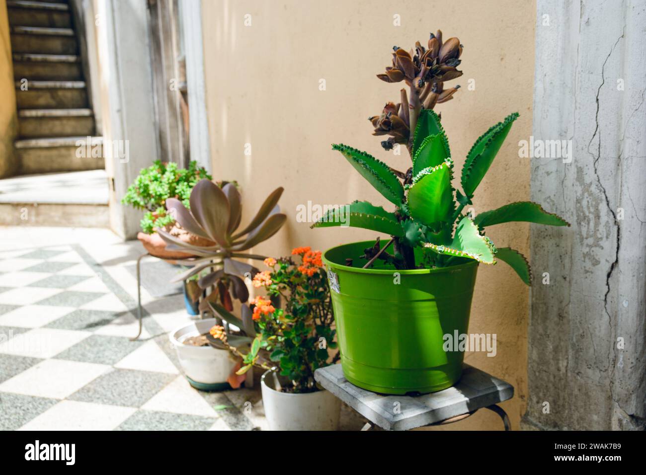 different flower plants in colorful pots, next to wall, decorating ...