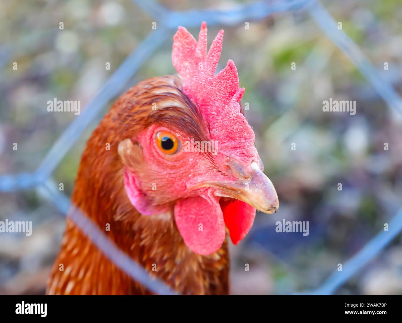 free range hen with red crest in the chicken coop closed by a wire mesh ...