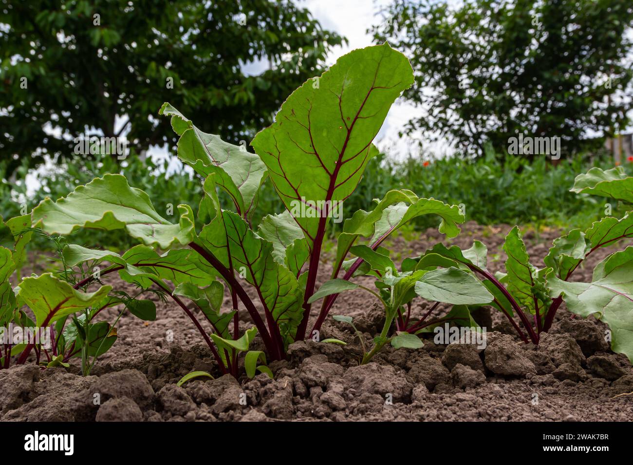 Beetroot seedling hi-res stock photography and images - Alamy