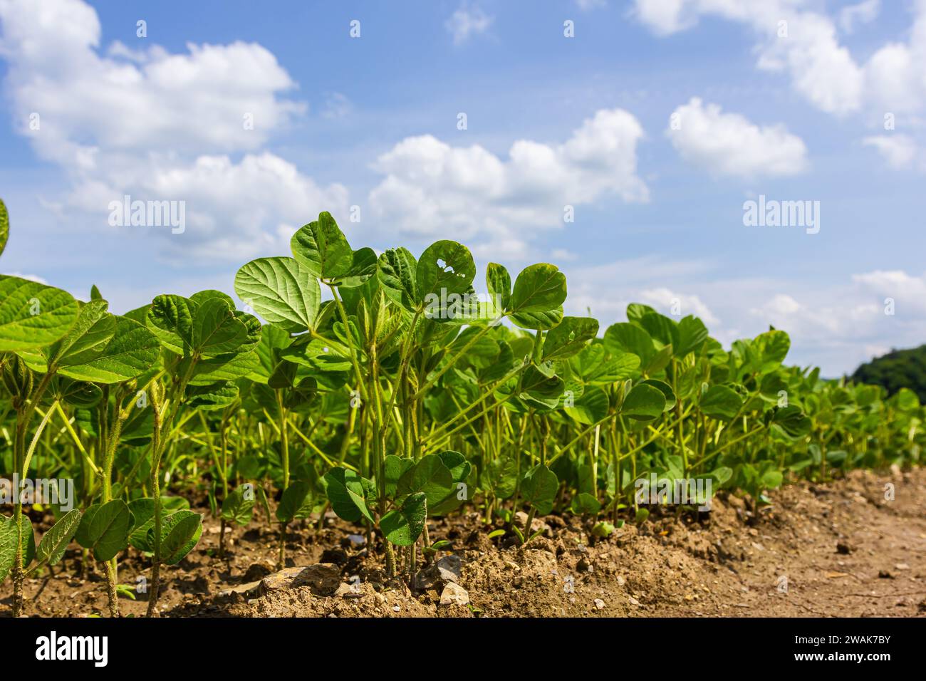 Young green soybean leaves in the field Stock Photo - Alamy