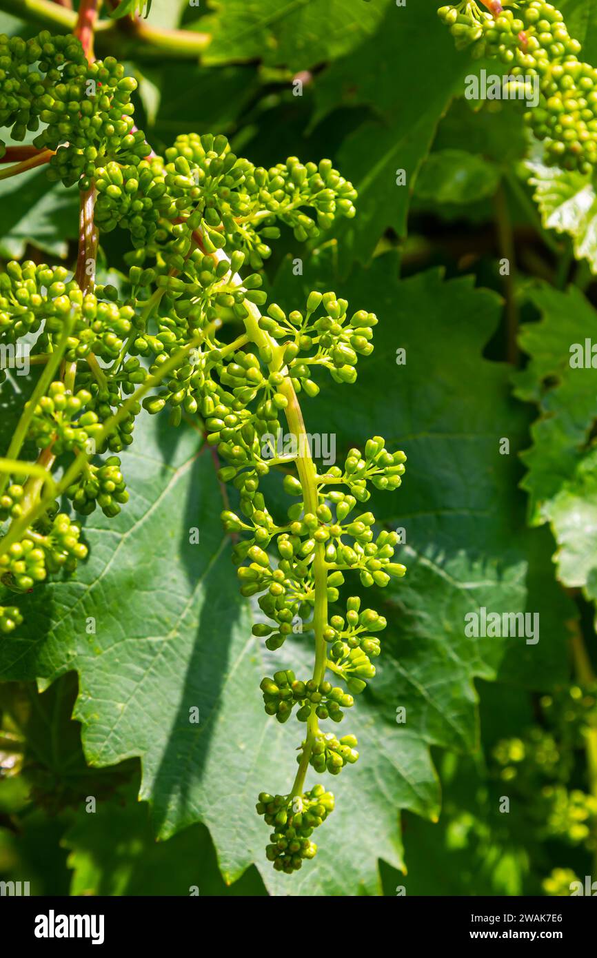 flower buds and leaves of shoots grapevine spring, agriculture nature ...