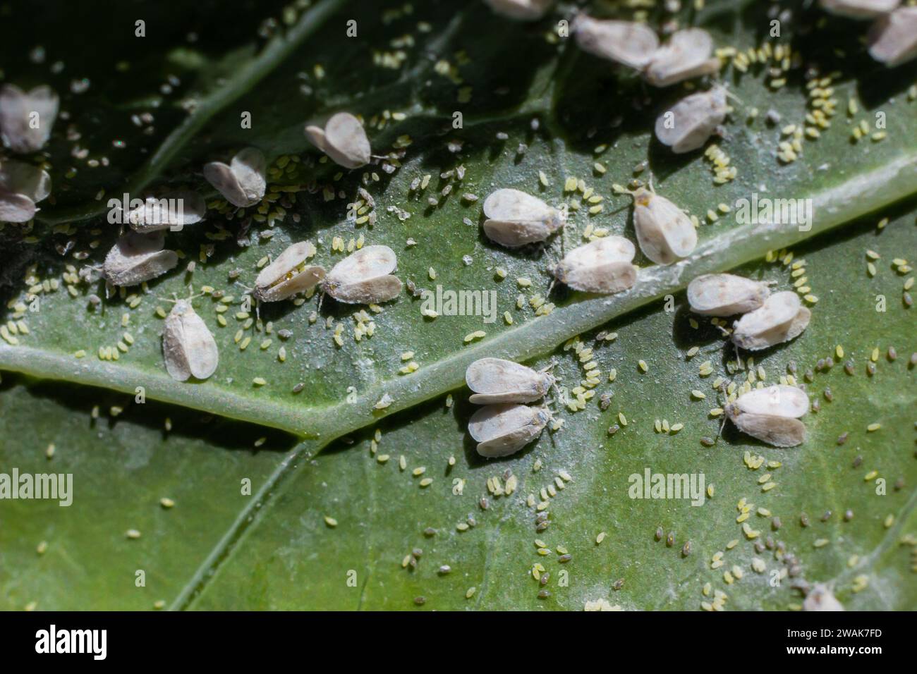 Underside of plants leaves with pest Cabbage Whitefly Aleyrodes ...
