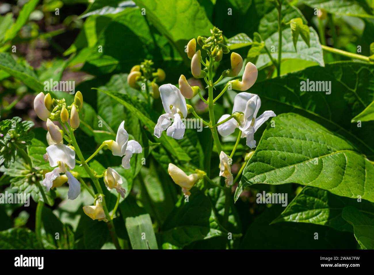 Plants of the kidney bean with flowers and young ripening pods on a ...