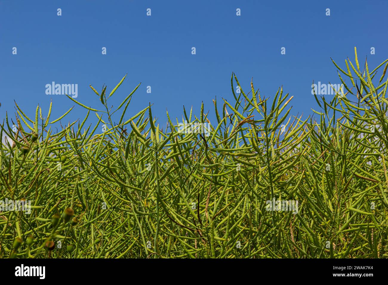 Rapeseed seed pods, close up Stems of rapeseed, Green Rapeseed field ...