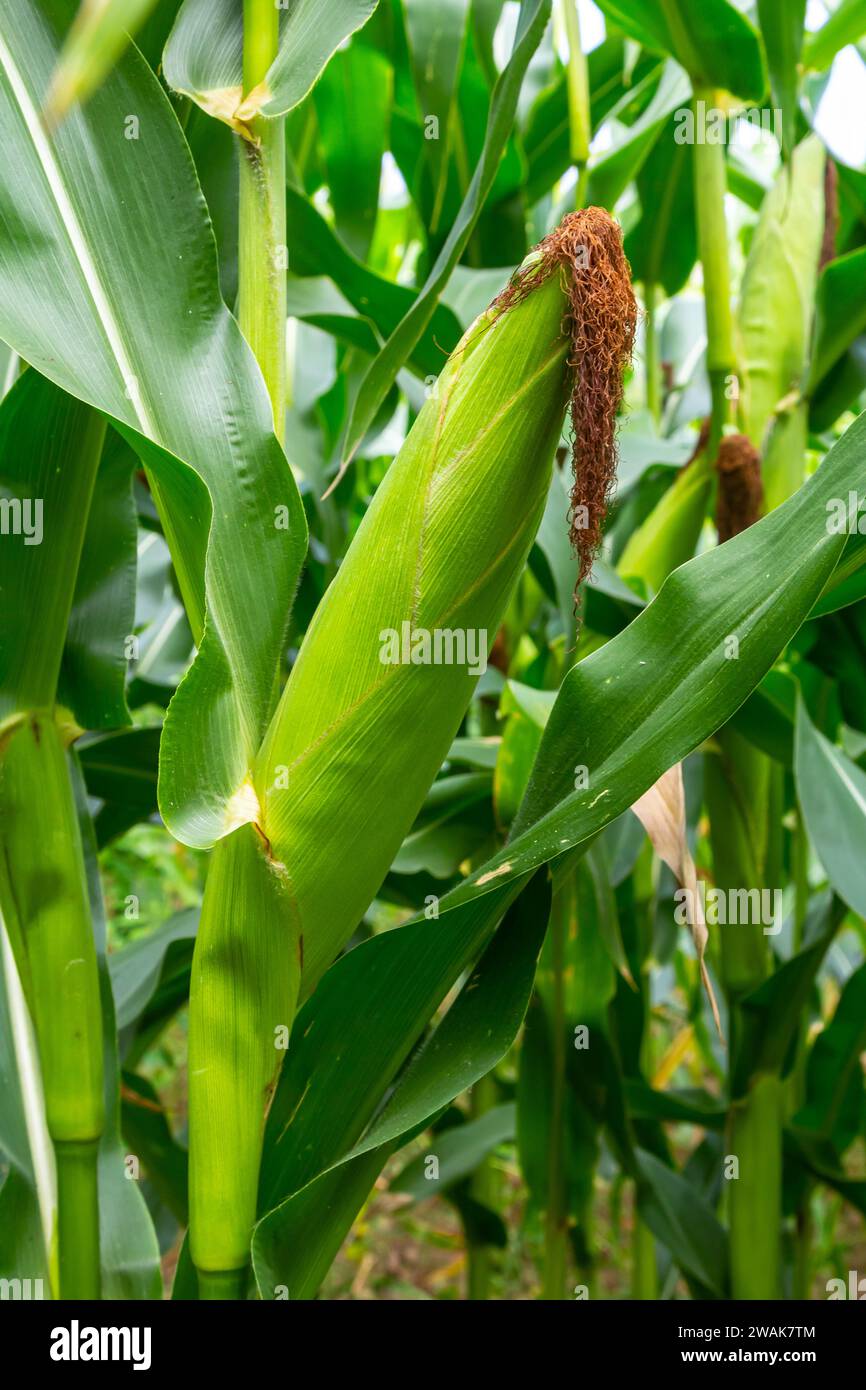 Fresh corn cob on tree hi-res stock photography and images - Alamy