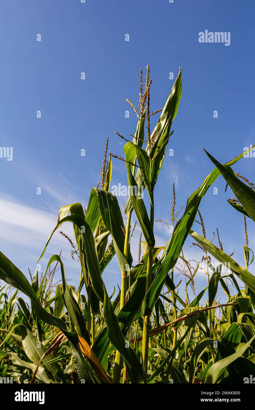 Corn field close up. Selective focus. Green Maize Corn Field Plantation ...