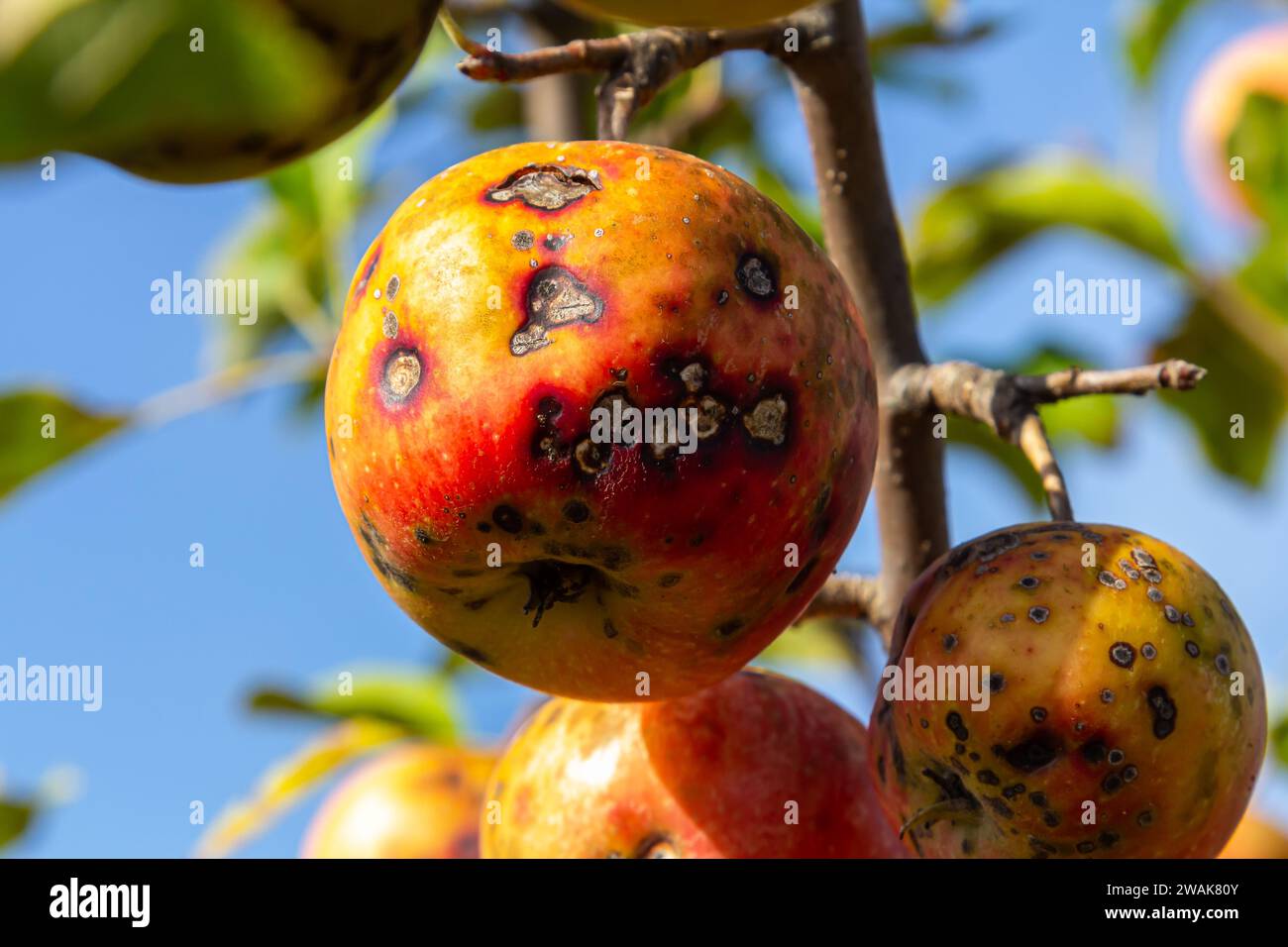 a stack of apples with apple scab disease Stock Photo - Alamy