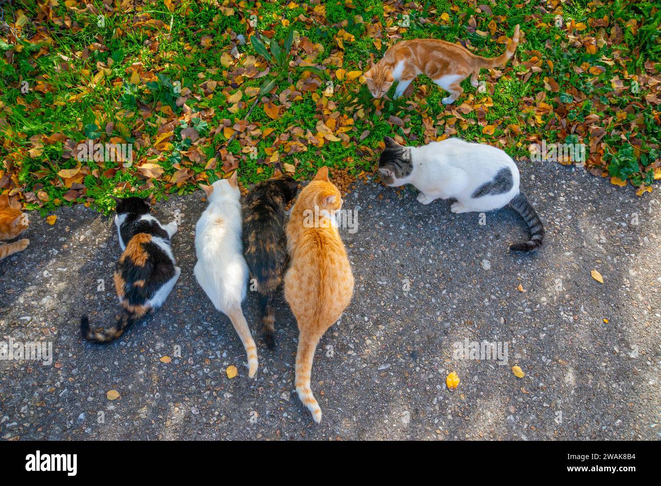 Animal comiendo comida hi-res stock photography and images - Alamy