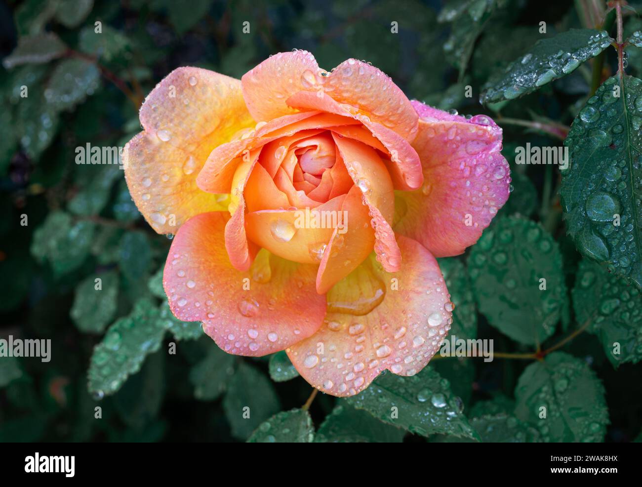 Yellow orange rose caught the raindrops in late summer after a heavy ...