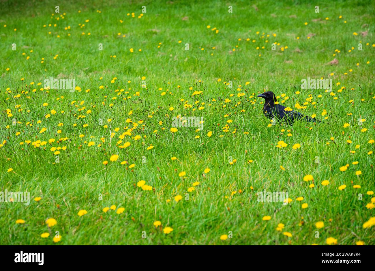 Sitting in wildflower meadow hi-res stock photography and images - Alamy