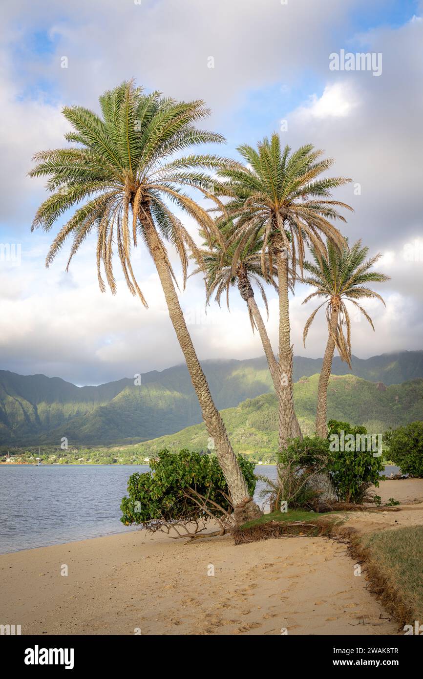 The green palm trees on the sandy beach. Oahu, Hawaii, Kualoa Regional ...
