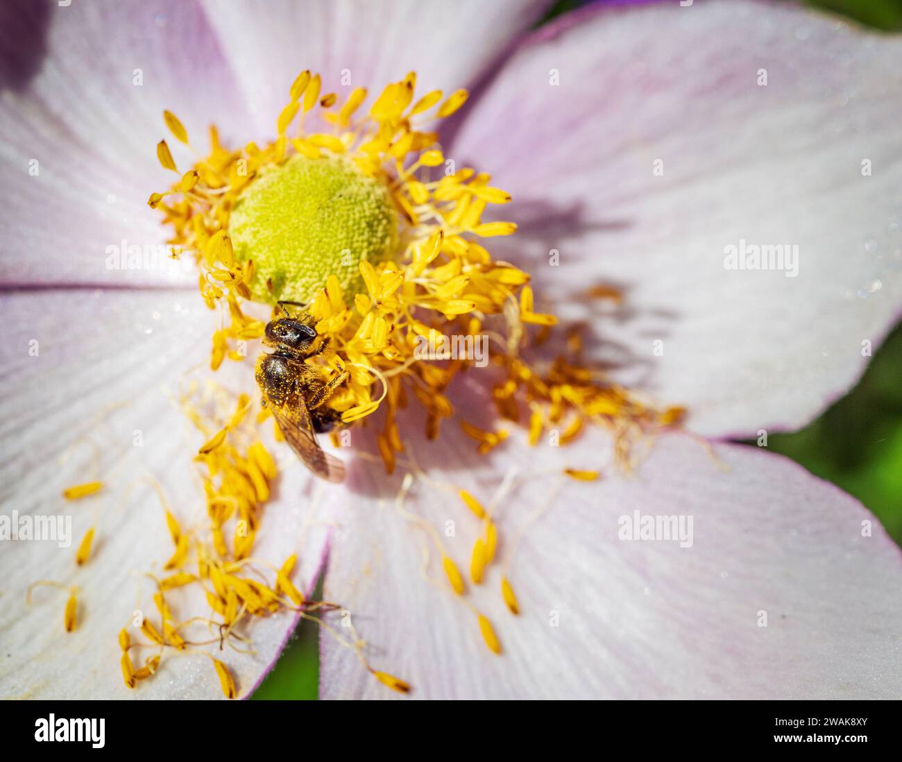 Honey in process hi-res stock photography and images - Alamy