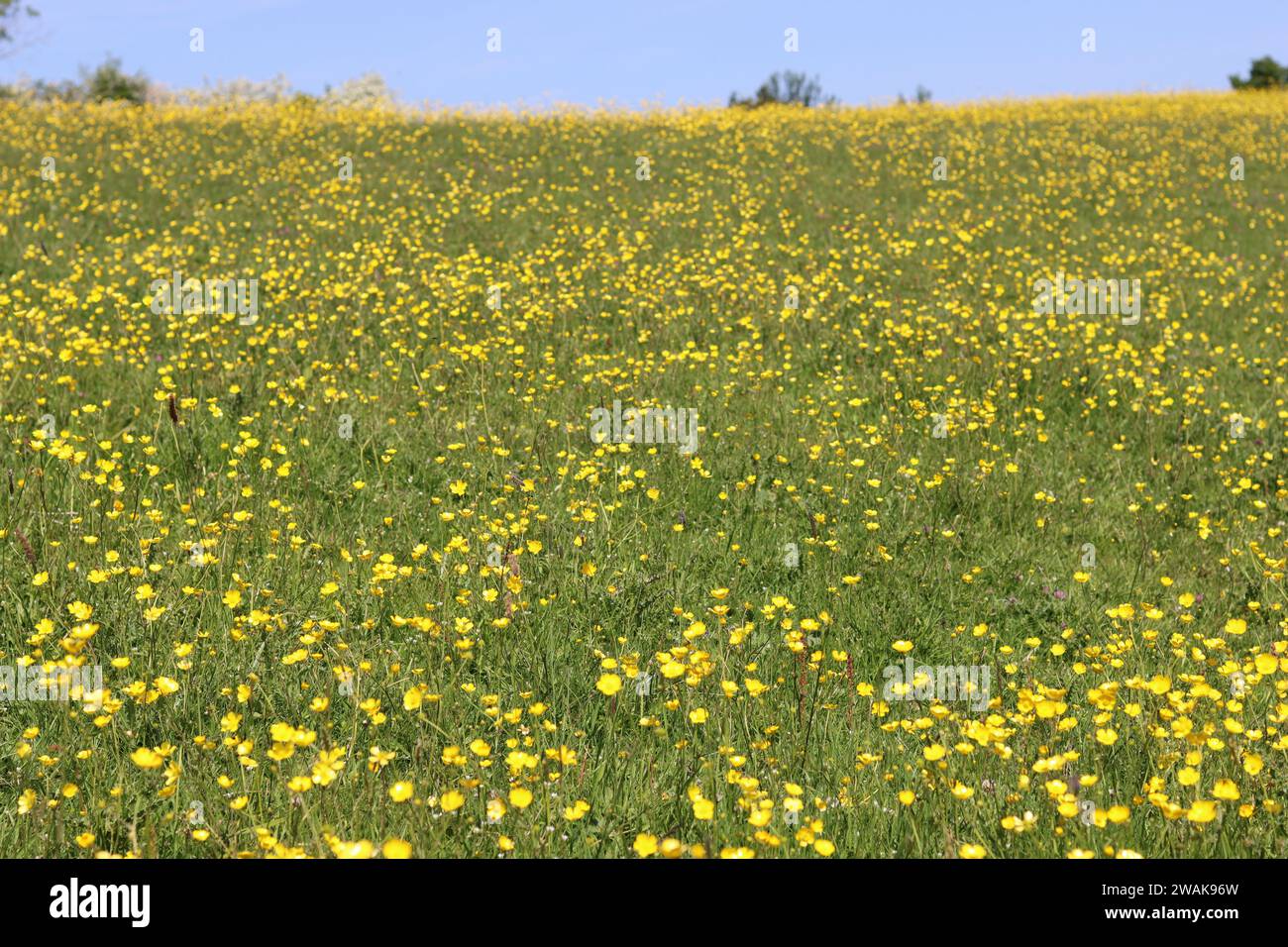 Meadow covered in masses of bright yellow buttercups, in sunshine Stock ...