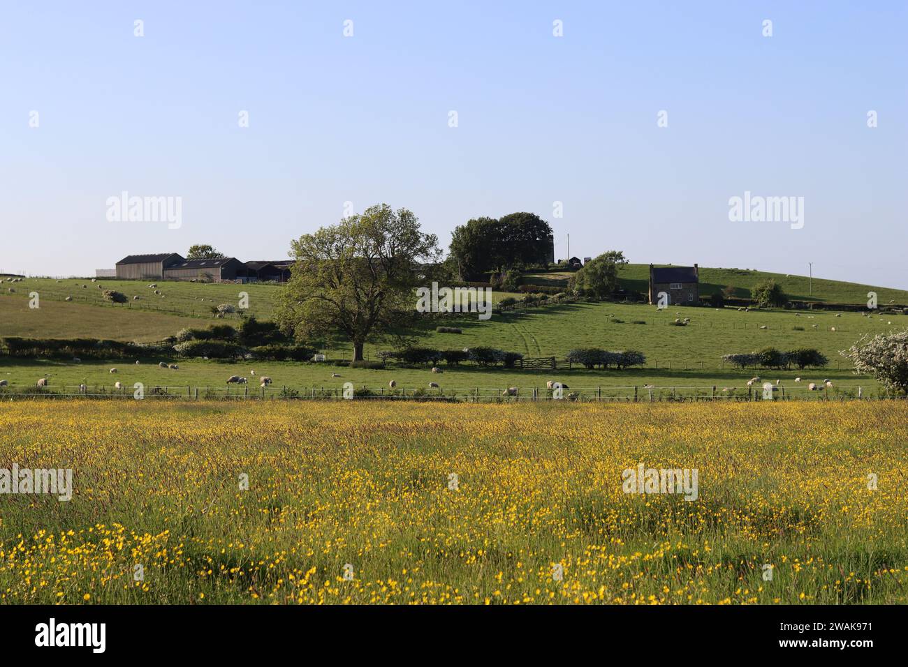 Top view yellow blooming field hi-res stock photography and images - Alamy