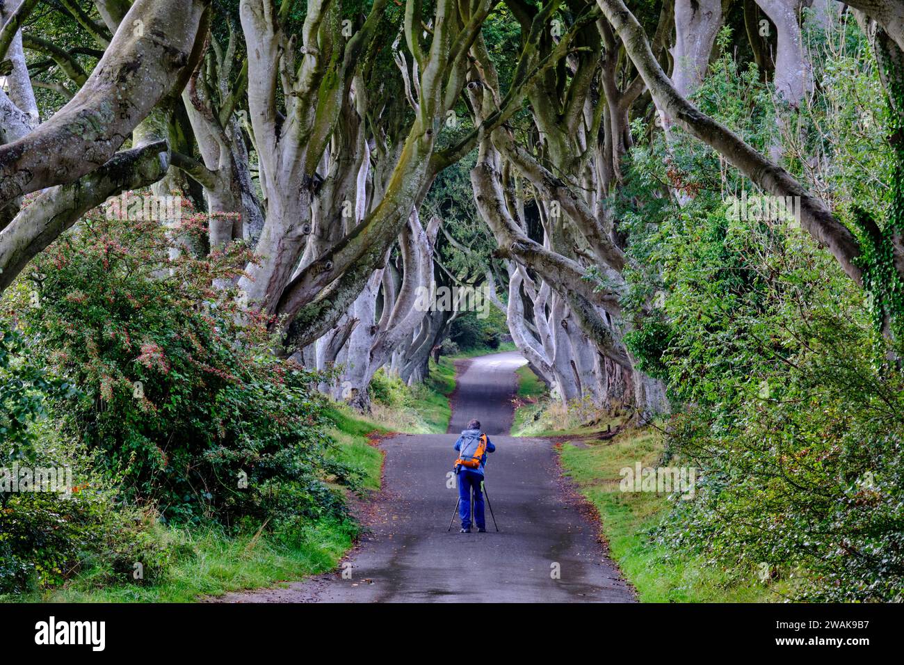 United Kingdom, Northern Ireland, County Antrim, Ballymoney, The Dark ...