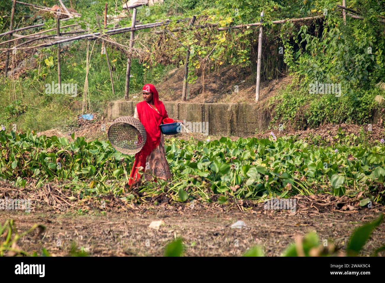 Nabinagar Bangladesh- Village rural lifestyle in bangladesh,Village ...