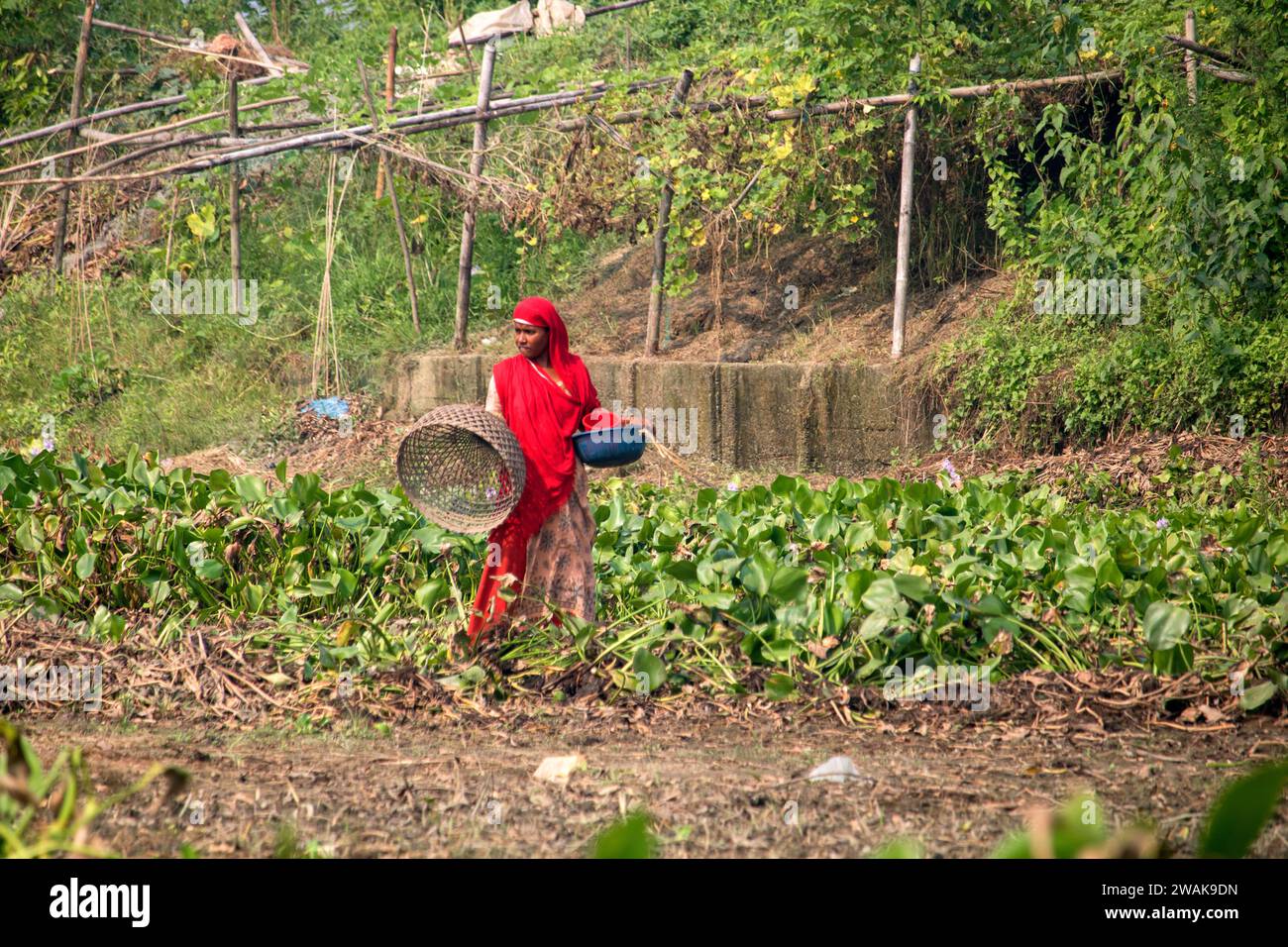 Nabinagar Bangladesh- Village rural lifestyle in bangladesh,Women ...
