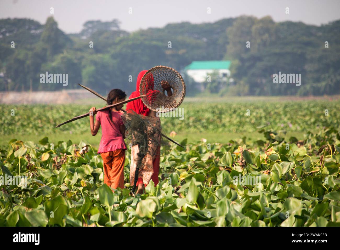 Nabinagar Bangladesh-‎November ‎5,‎2023,Daily lifestyle of People in ...