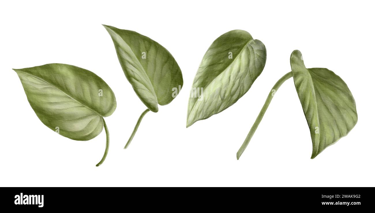 Set of Scindapsus Aureus leaves, Indoor, house plant, Watercolor hand ...