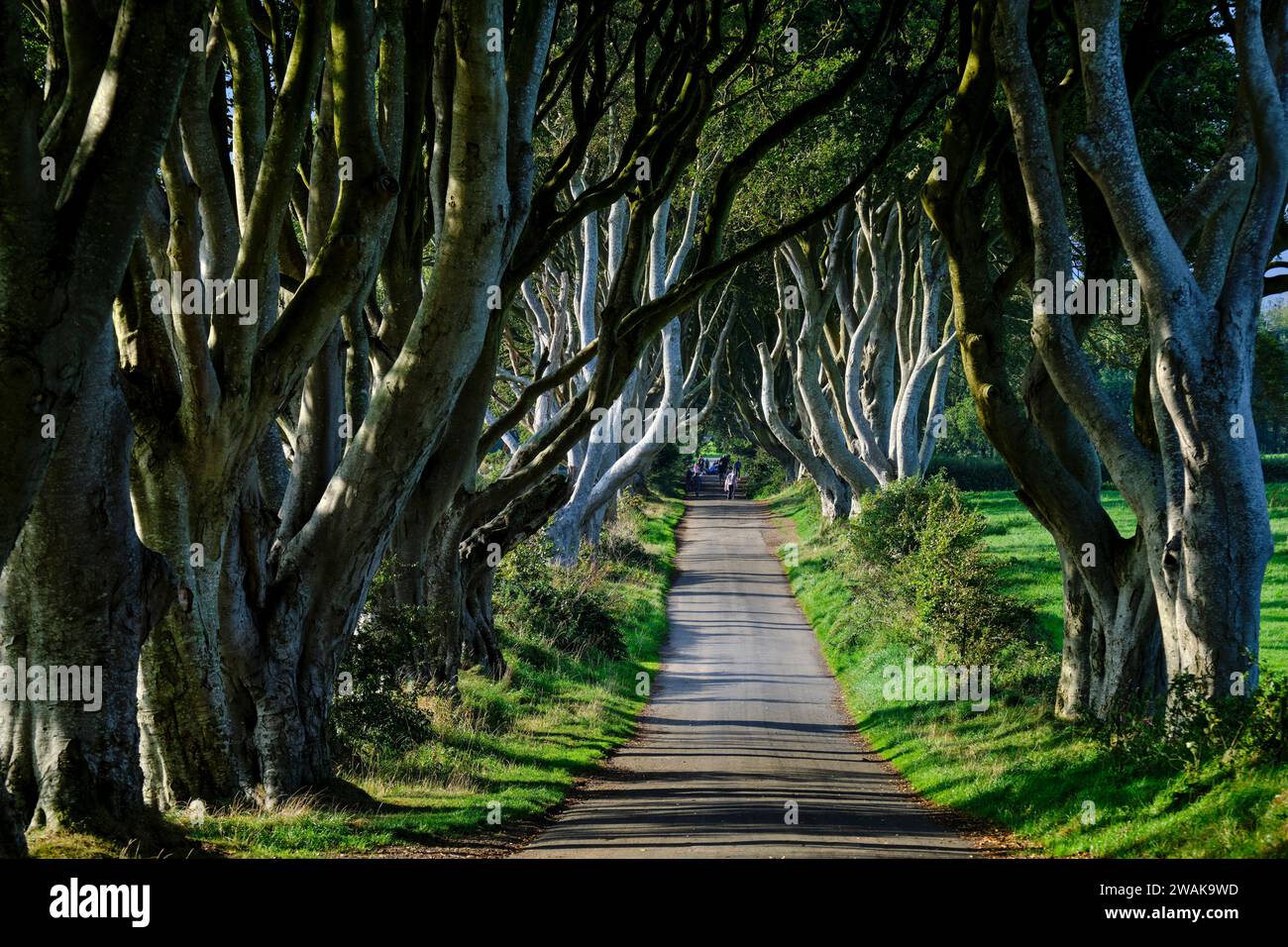 United Kingdom, Northern Ireland, County Antrim, Ballymoney, The Dark ...