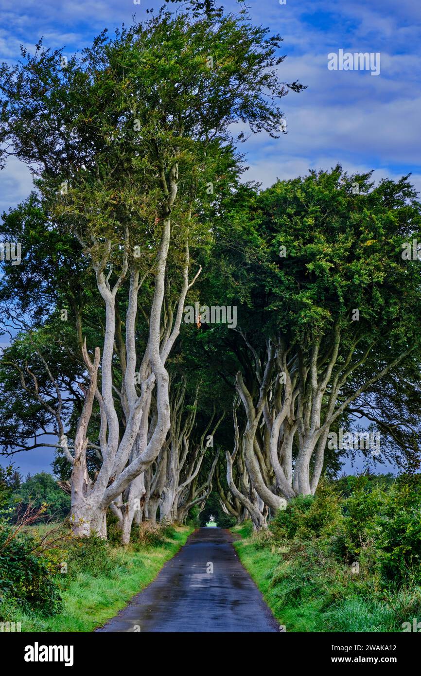 United Kingdom, Northern Ireland, County Antrim, Ballymoney, The Dark ...