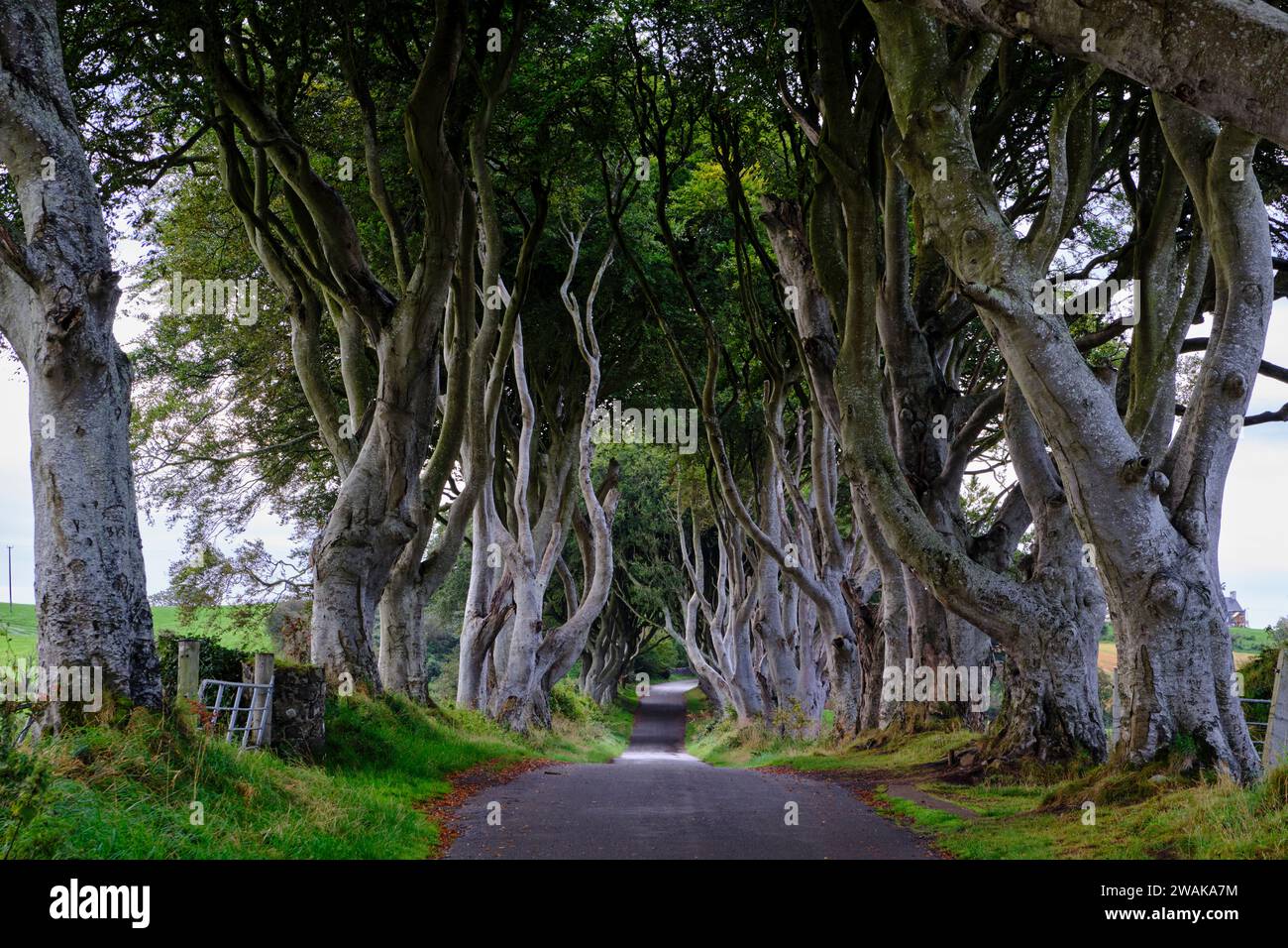 United Kingdom, Northern Ireland, County Antrim, Ballymoney, The Dark ...