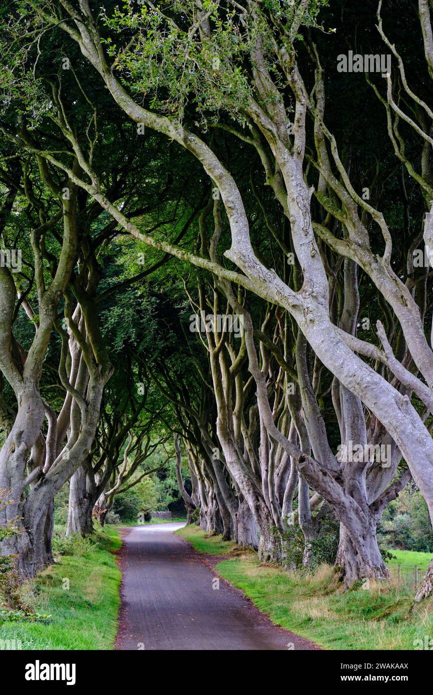United Kingdom, Northern Ireland, County Antrim, Ballymoney, The Dark ...