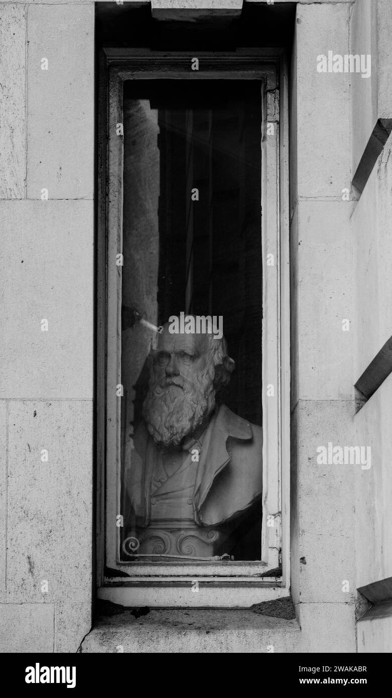 Grant Museum of Zoology Stock Photo - Alamy