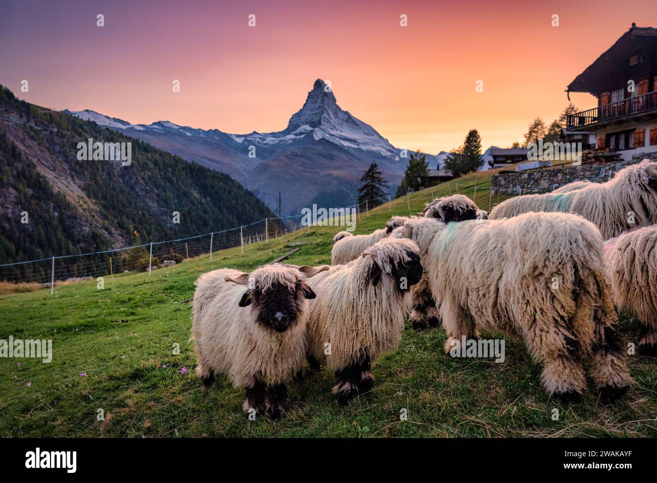 Beautiful view of Matterhorn mountain with Valais blacknose sheep on ...