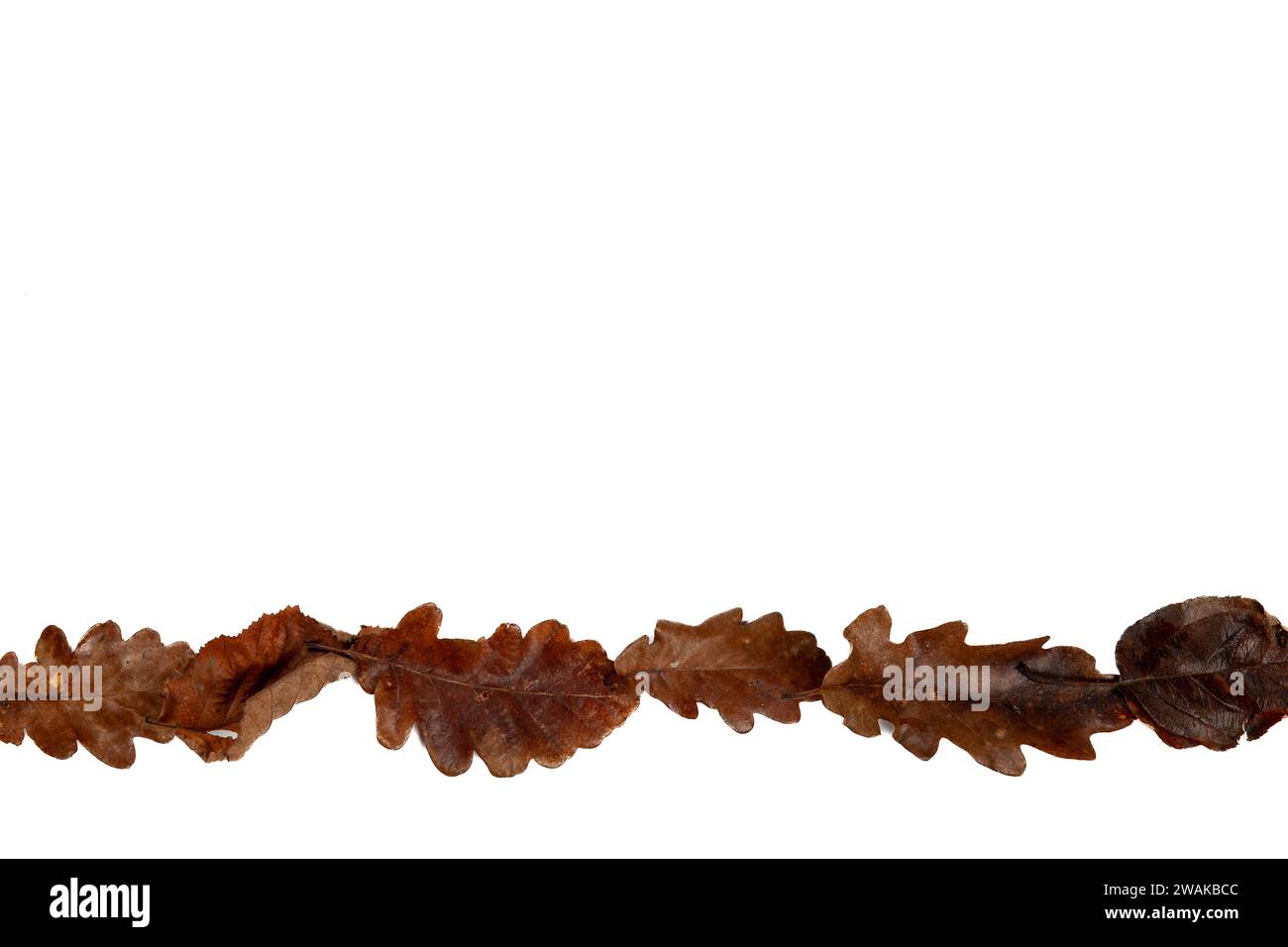 Minimalist Row of Brown Leaves on White Background - Autumn Foliage ...