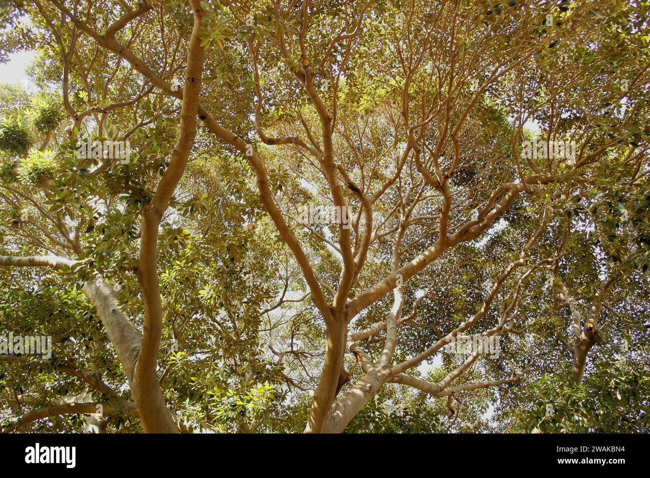 Stump of tree branches in summer season Stock Photo - Alamy