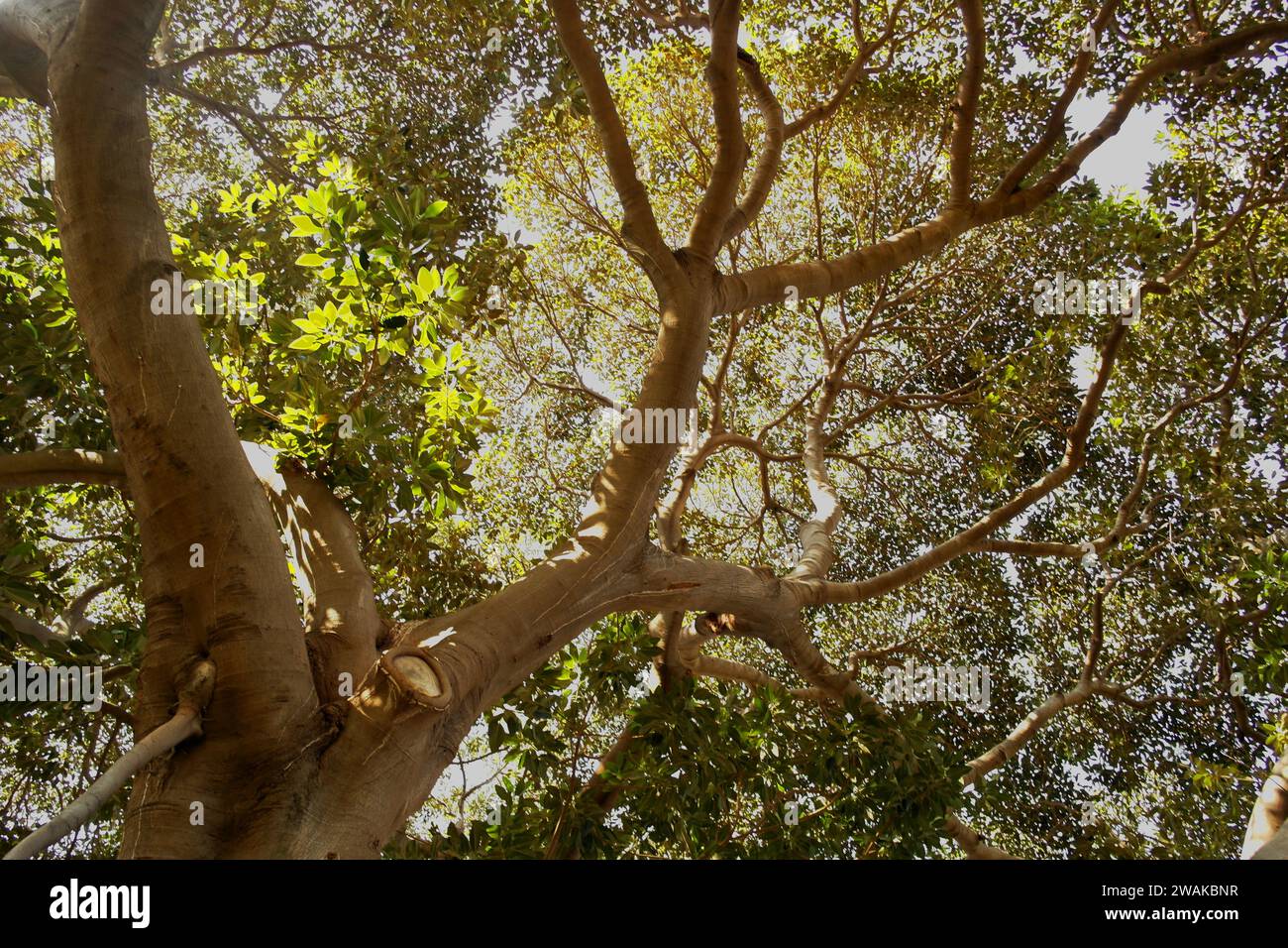Stump of tree branches in summer season Stock Photo - Alamy