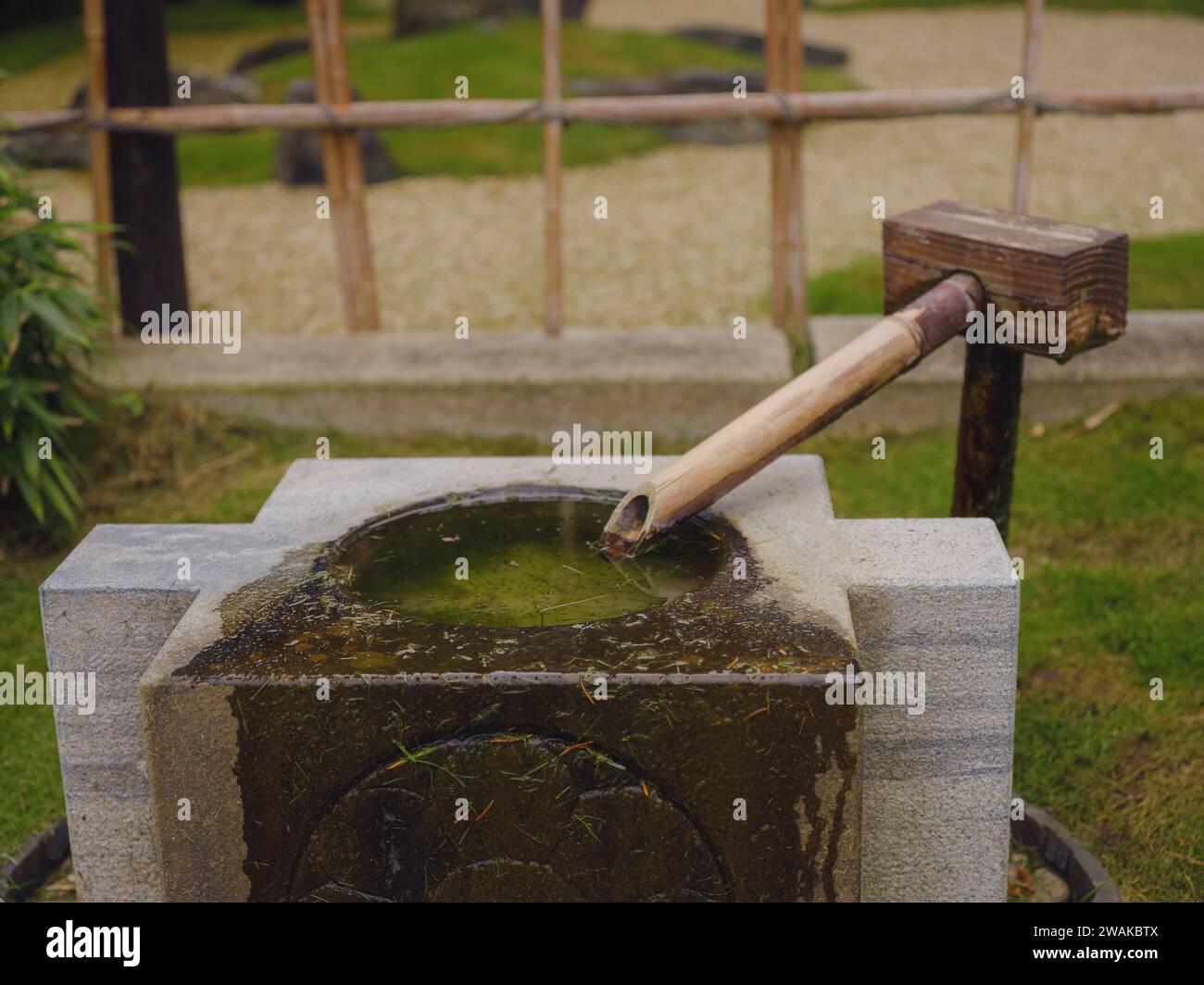 Japanese garden in Vienna (inside Botanical garden): Japanese maple ...