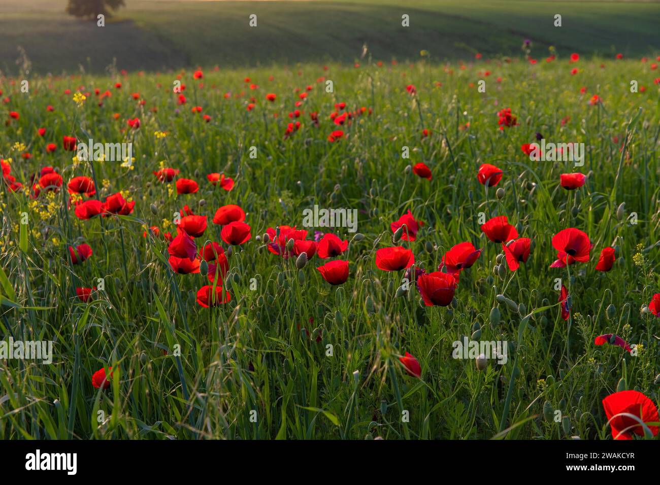 Beautiful poppy field in spring. Azerbaijan Stock Photo - Alamy