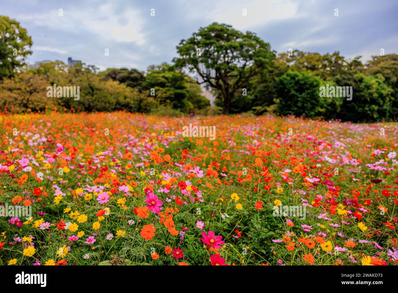 Tokugawa shogun family garden hi-res stock photography and images - Alamy