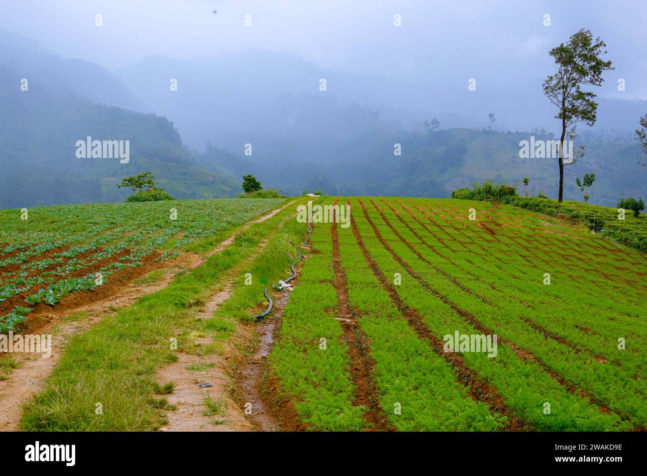 In the Up country of Sri Lanka, the Nuwara Eliya district is well ...