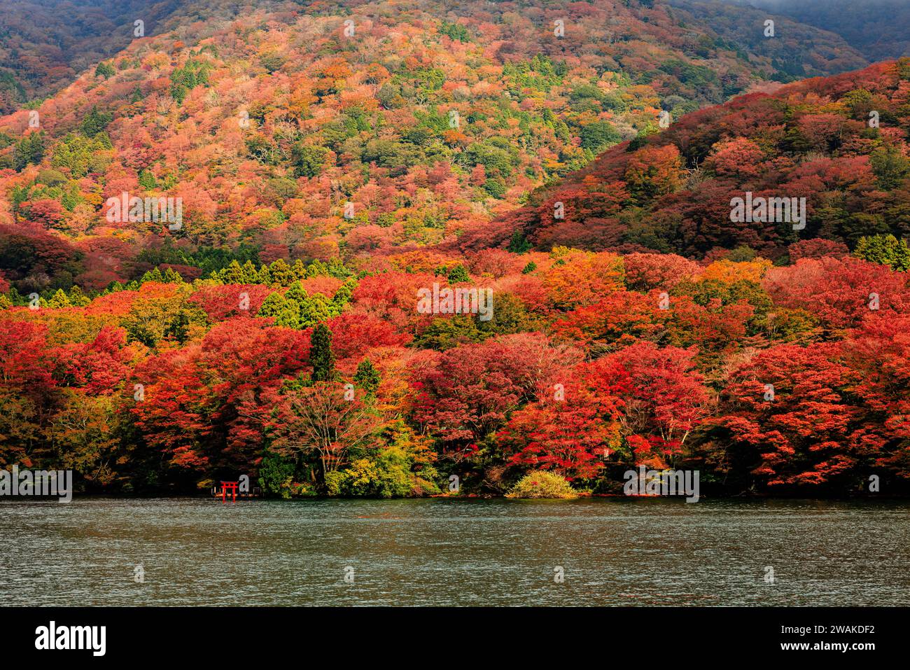 a small but distinctive red torii gate floats on lake ashi in front of ...