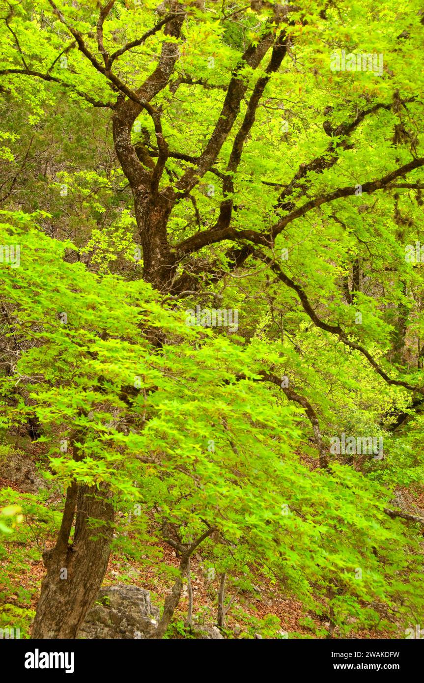 Uvalde big tooth maple acer grandidentatum hi-res stock photography and ...