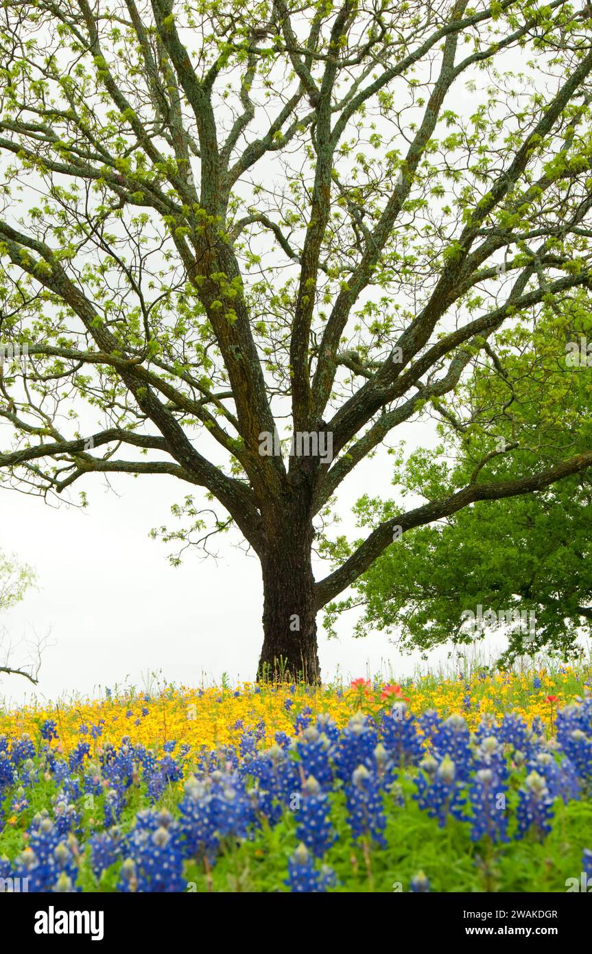 Tree with Texas bluebonnets, Lyndon B. Johnson National Historical Park ...