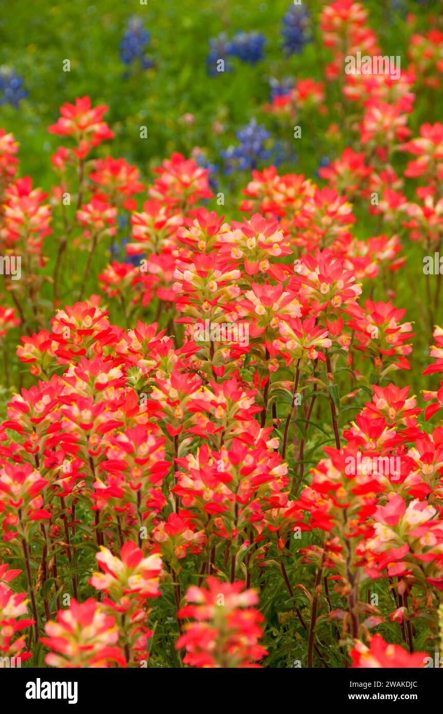 Indian paintbrush wildflowers hi-res stock photography and images - Alamy