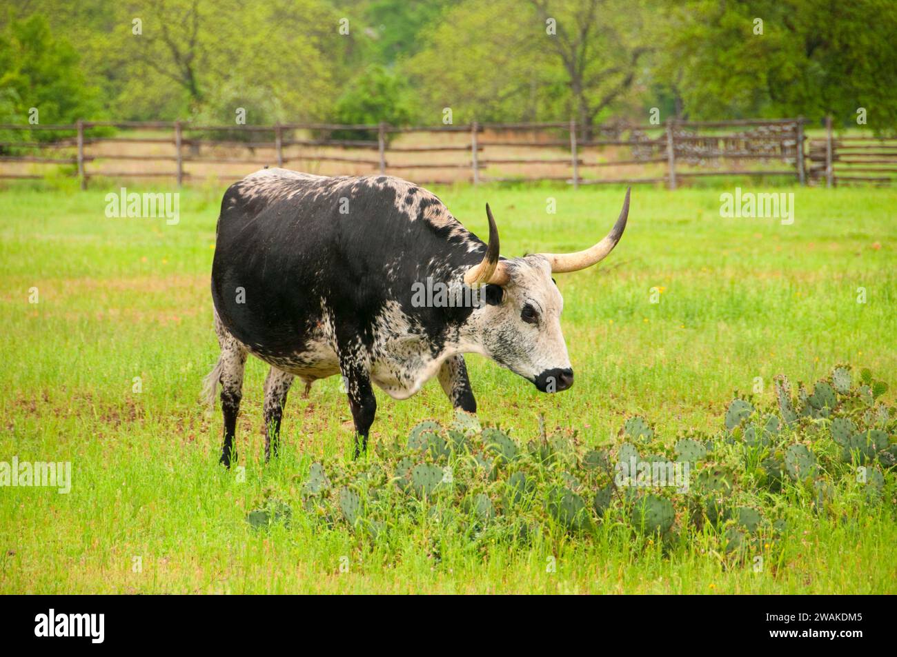 Cattle ranch historical hi-res stock photography and images - Alamy