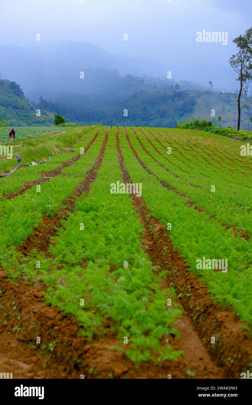 In the Up country of Sri Lanka, the Nuwara Eliya district is well ...