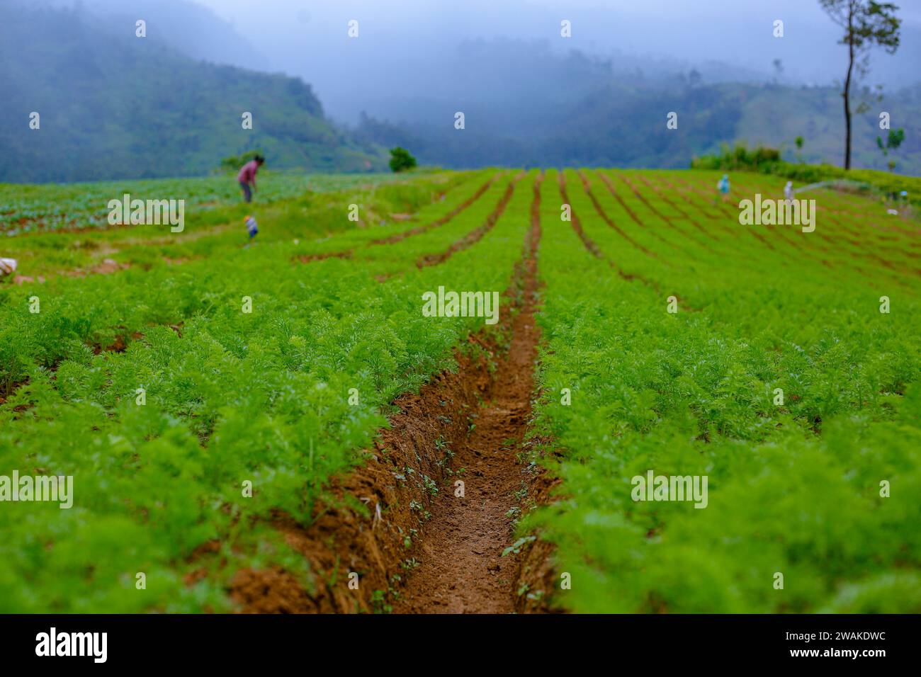 In the Up country of Sri Lanka, the Nuwara Eliya district is well ...