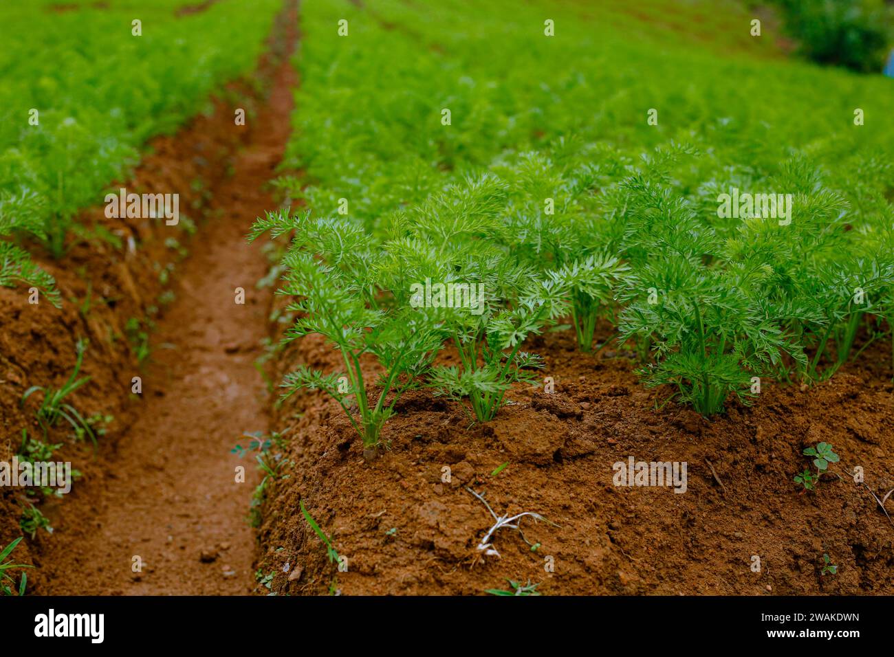 In the Up country of Sri Lanka, the Nuwara Eliya district is well ...