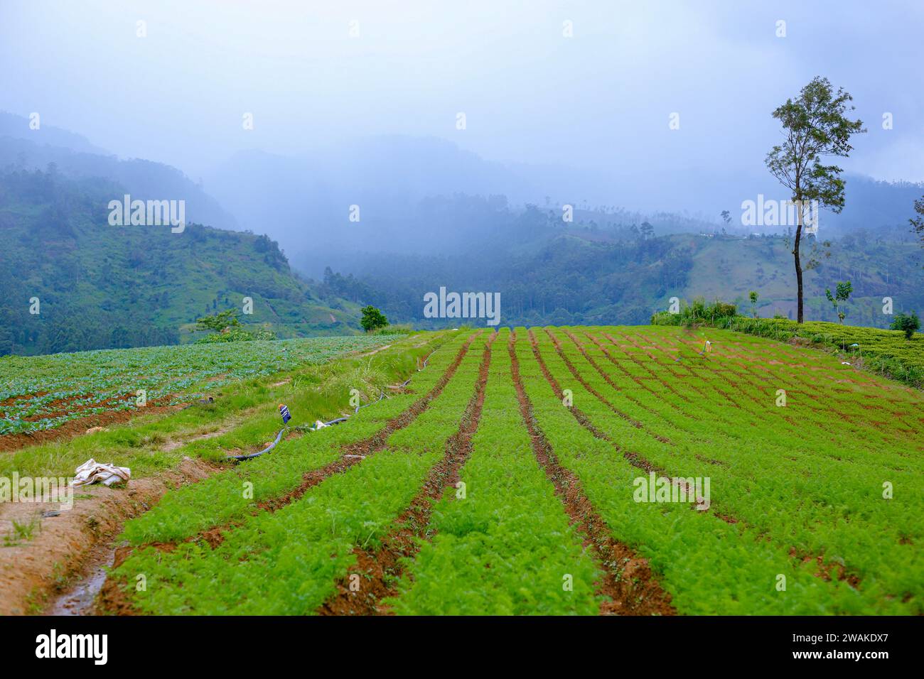 In the Up country of Sri Lanka, the Nuwara Eliya district is well ...