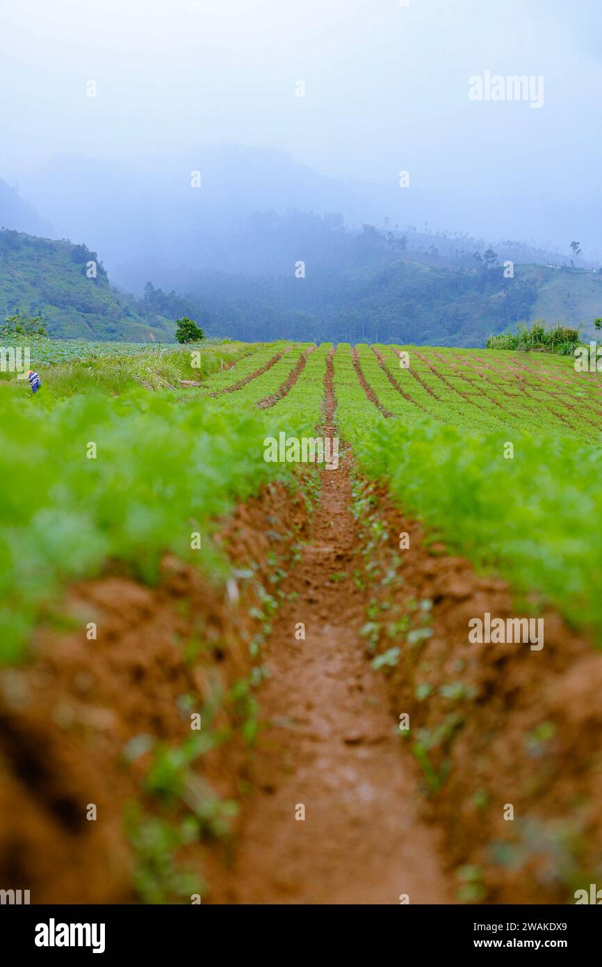 In the Up country of Sri Lanka, the Nuwara Eliya district is well ...