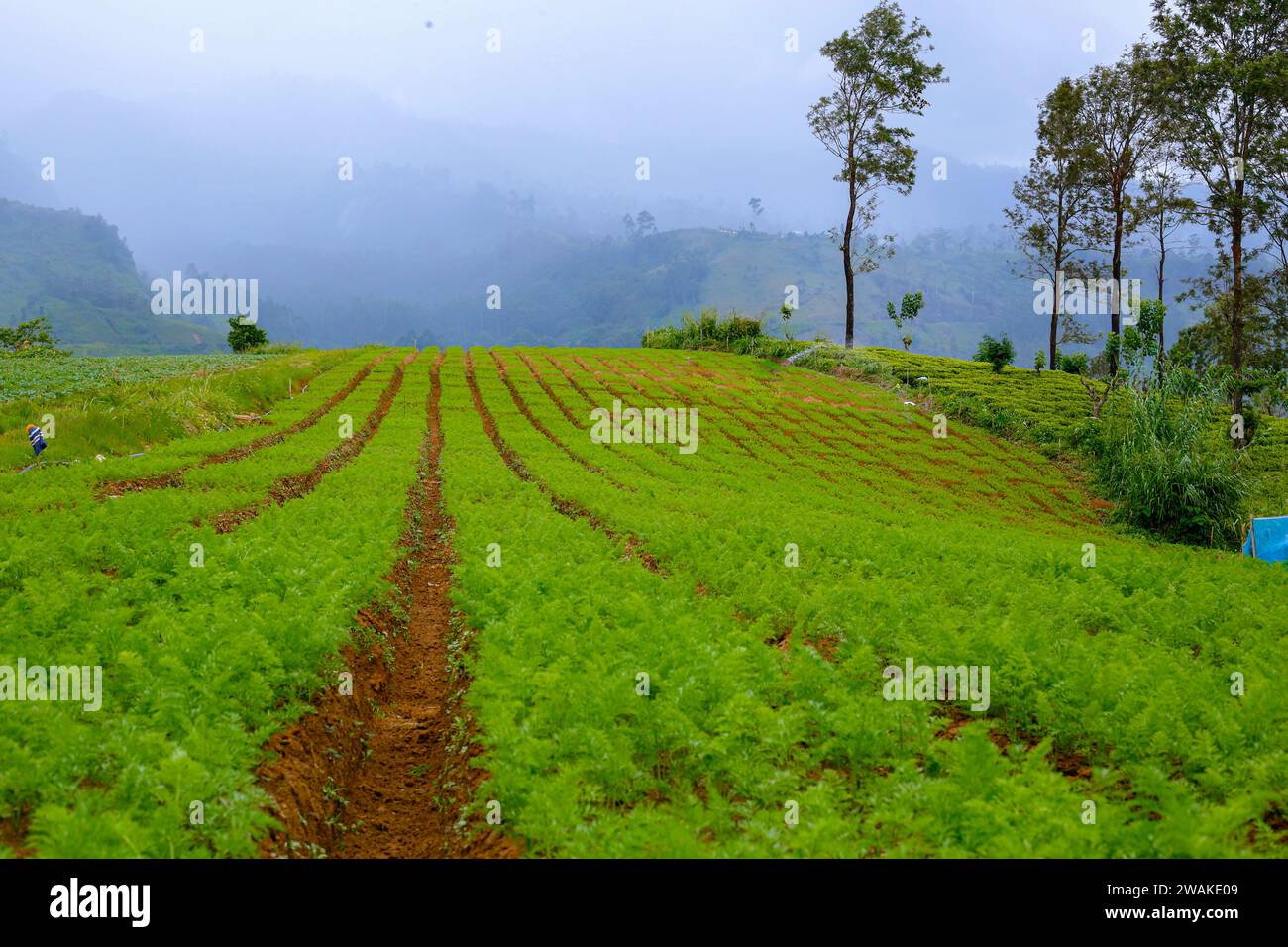 In the Up country of Sri Lanka, the Nuwara Eliya district is well ...
