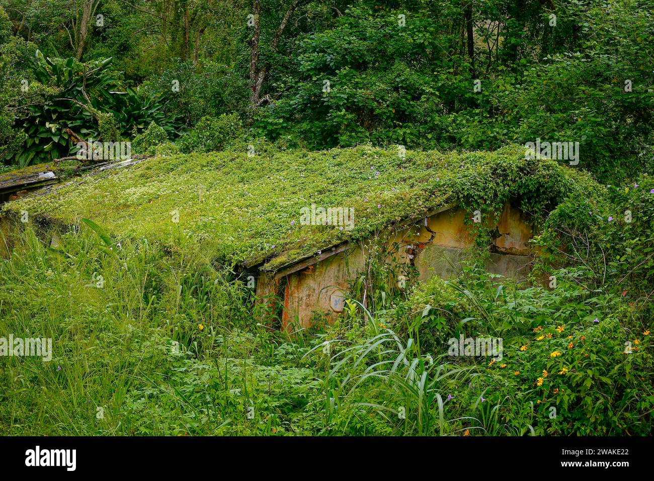 An abandoned house surrounded by Grass is a scene of natural beauty ...