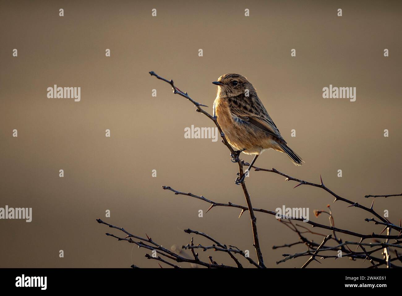 Hedgerow fauna hi-res stock photography and images - Alamy